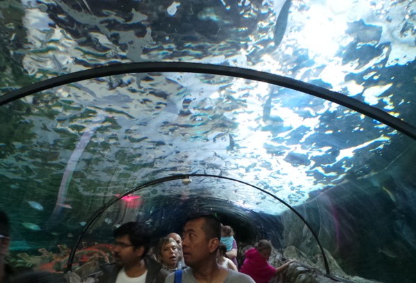 Mengintip Koleksi Biota Laut Sydney di SEA LIFE Aquarium