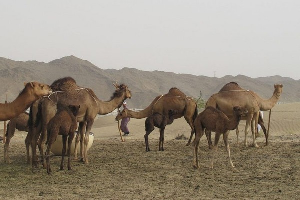 Serunya Suasana Peternakan Unta