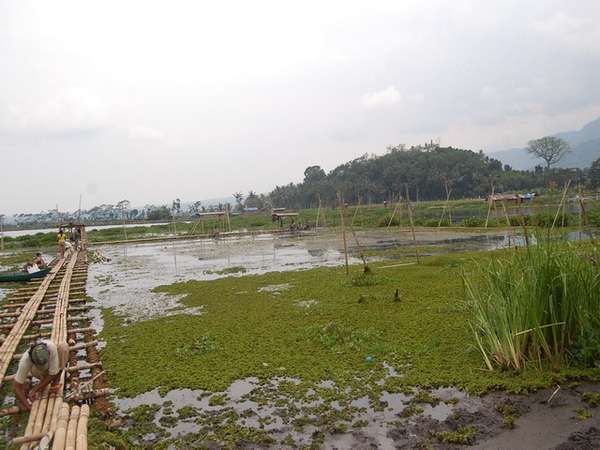 Lahan Rawa Bisa Hasilkan Padi, Ini Buktinya