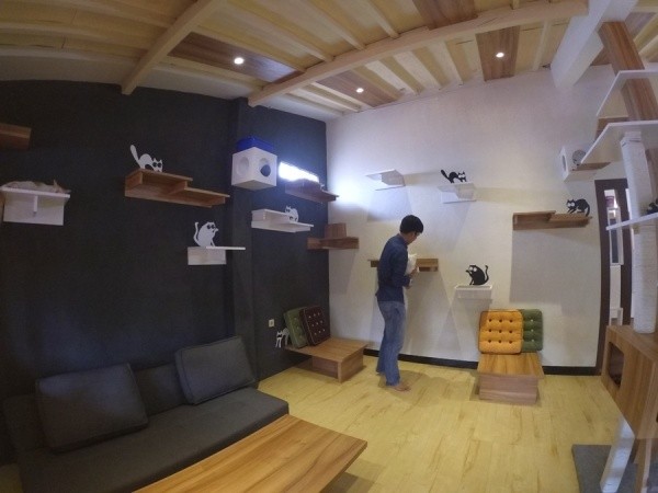 Kafe Kucing Nan Lucu di Bandung