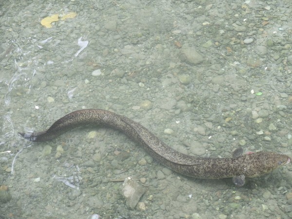 Foto-foto Belut Keramat Raksasa Maluku