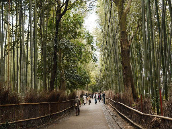 Hutan Bambu Favorit Turis di Jepang