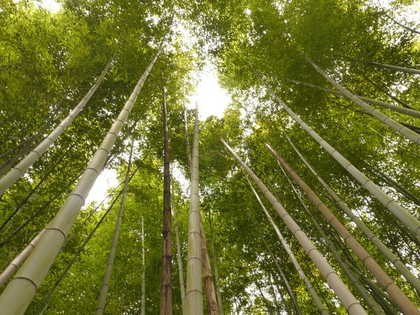 Hutan Bambu Favorit Turis di Jepang