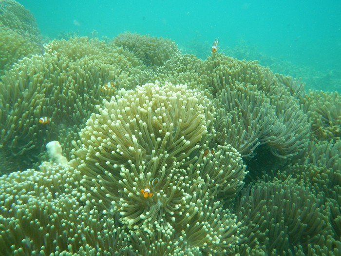 Pesona Alam bawah laut di taman Nemo pahawang