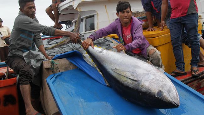 Budidaya Ikan Tuna – InfoAkuakultur.com