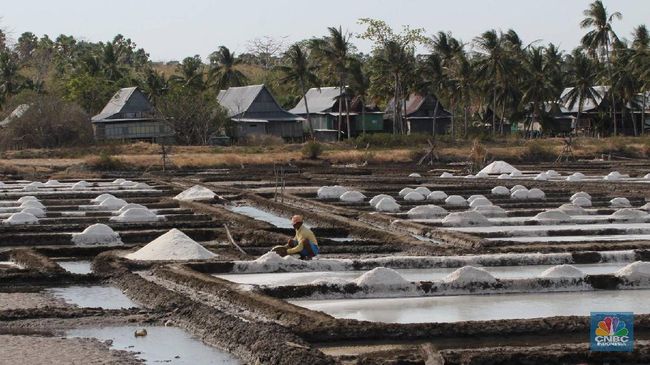 The price of public salt in Indonesia is only Rp. 100/kg - Tridge