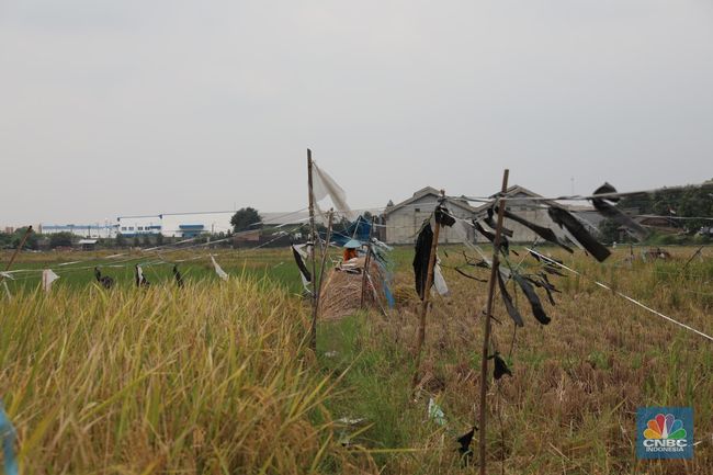 Darurat Sawah, Menteri Pertanian Andalkan Rawa