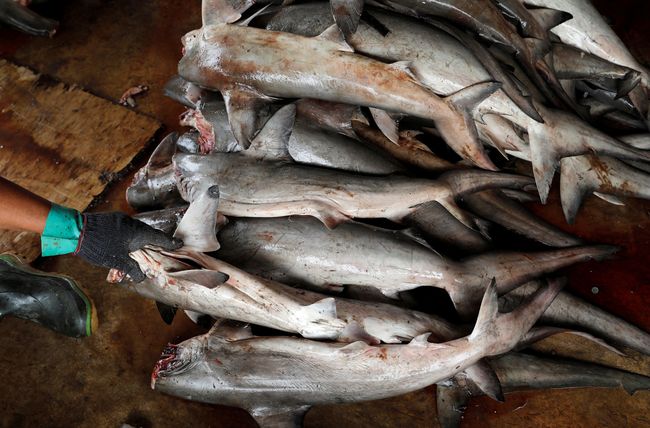 10 Ikan Laut yang Mengandung Merkuri Tinggi: Hiu Hingga Tuna