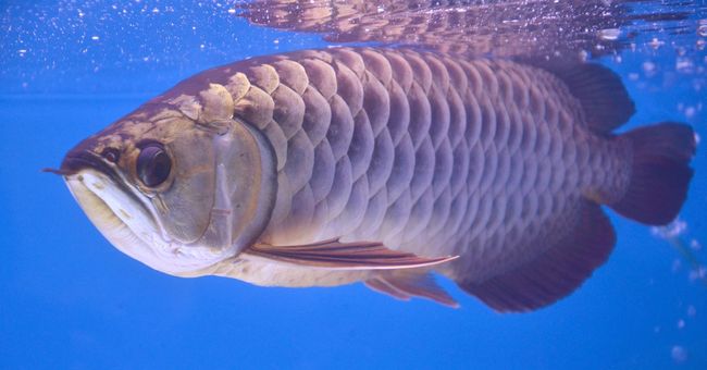 Wow, Ikan Peliharaan Orang Kaya Asia Nilainya Capai Rp 4,4 M