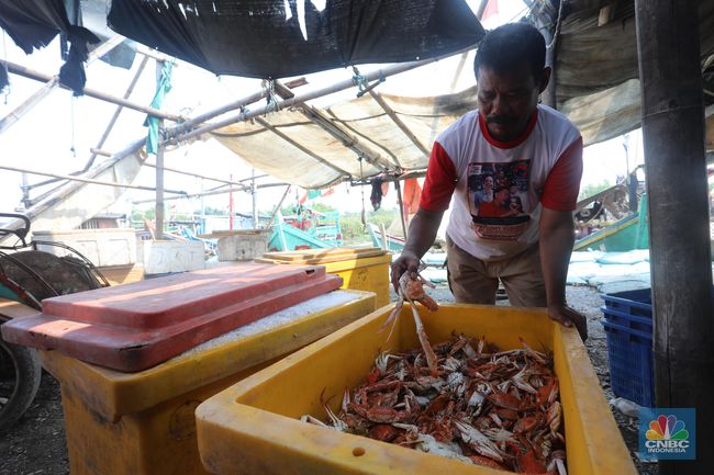 Budidaya Rajungan Pulau Panjang yang Hasilkan Cuan