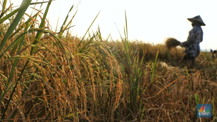 Panen Raya di RI Meluas, Bali Mulai Panen Padi