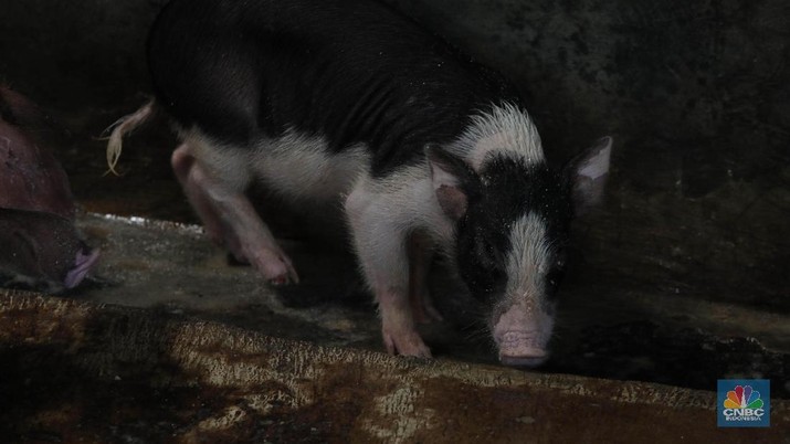 Misterius! 1.191 Babi Mati Mendadak di Bali, Ada Apa?