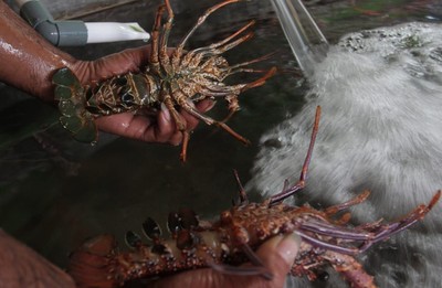 Ekspor Benih Lobster oleh Edhy Dianggap Gila, Apa Untungnya?
