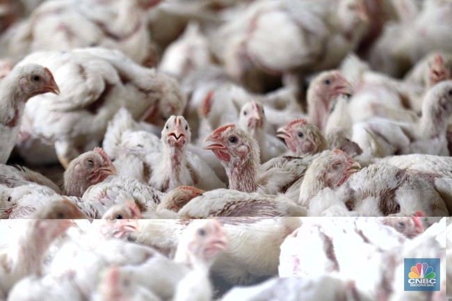 Pantas Daging Ayam Sering Berpolemik di RI, Biang Keroknya Terbongkar