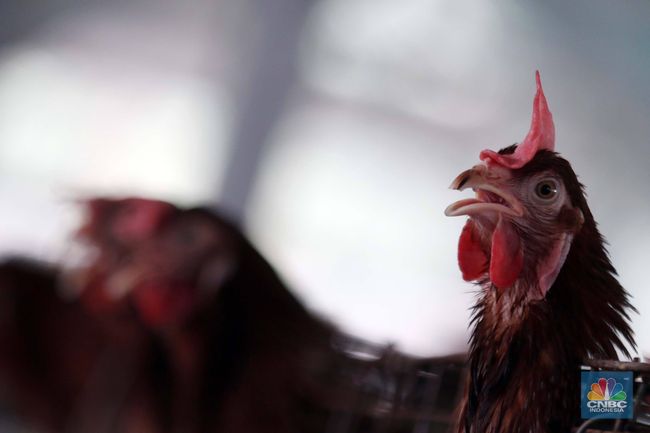 Harga Daging Ayam Terbang Imbas Perang Rusia-Ukraina