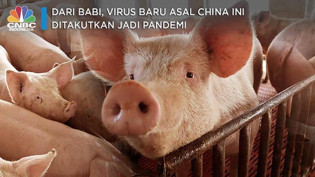 Dari Babi, Virus Baru Asal China Ini Ditakutkan Jadi Pandemi