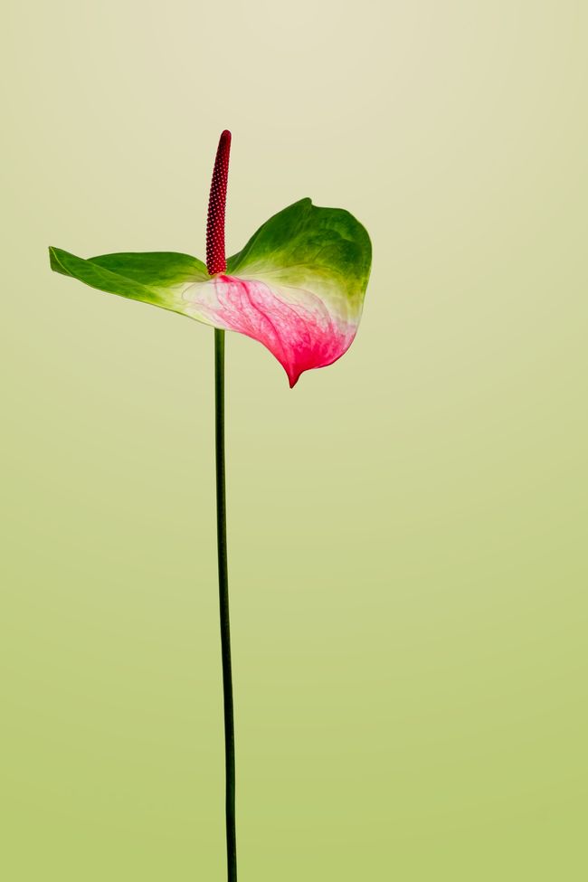 Bunda Wajib Punya, Ini 5 Tanaman Hias Cantik Jenis Anthurium
