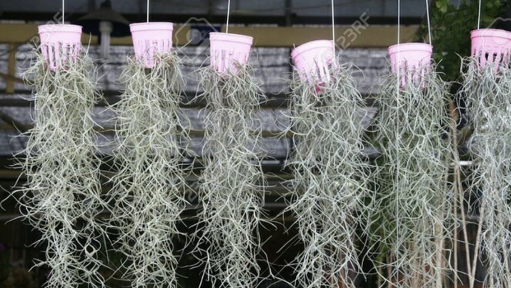 Bunda, 5 Tanaman Hias Gantung ini Unik & Mudah Dirawat Lho