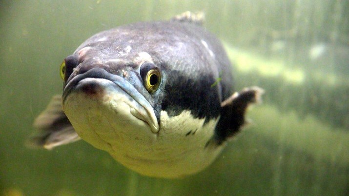 Bunda.. Ikan Gabus Bukan Cuma Buat Pempek, Dijual Rp 35 Juta