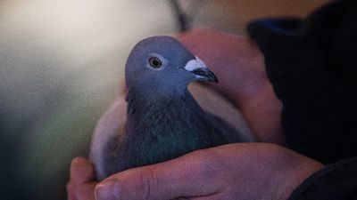 Intip Merpati Termahal di Dunia, Harganya Rp 26,7 Miliar