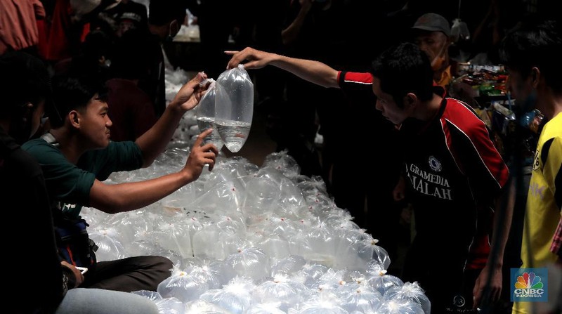 Duh! Pengunjung Pasar Ikan Hias di Bogor Abaikan Jaga Jarak Duh! Pengunjung Pasar Ikan Hias di Bogor Abaikan Jaga Jarak