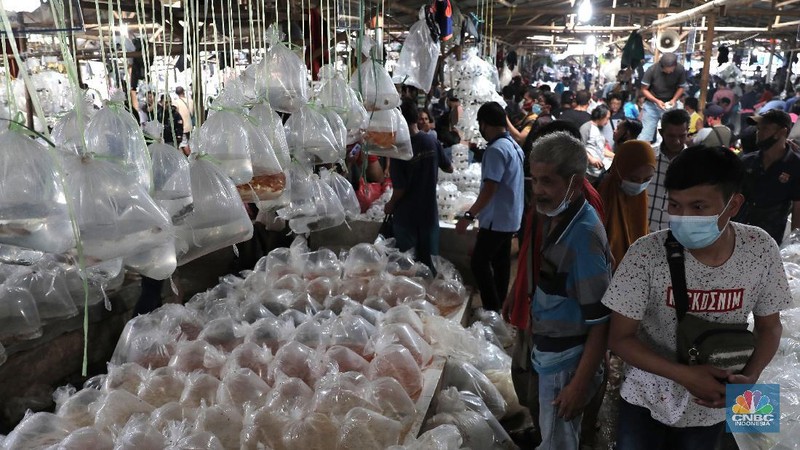 Duh! Pengunjung Pasar Ikan Hias di Bogor Abaikan Jaga Jarak - Foto 6 Duh! Pengunjung Pasar Ikan Hias di Bogor Abaikan Jaga Jarak - Foto 6