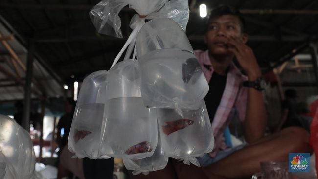 Duh! Pengunjung Pasar Ikan Hias di Bogor Abaikan Jaga Jarak Duh! Pengunjung Pasar Ikan Hias di Bogor Abaikan Jaga Jarak
