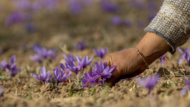 Melihat Indahnya Bunga Paling Berharga Dunia di Kaki Kashmir - Foto 1