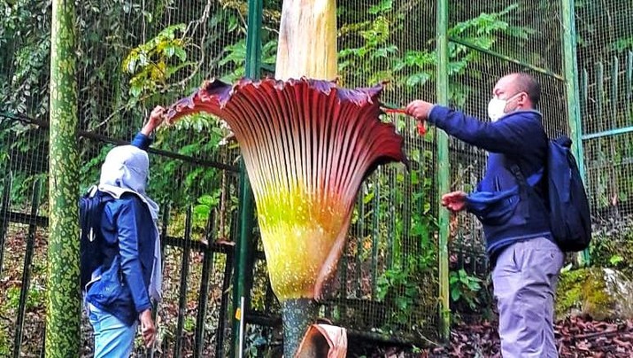 Fenomena Langka, Bunga Bangkai di Cibodas Mekar!