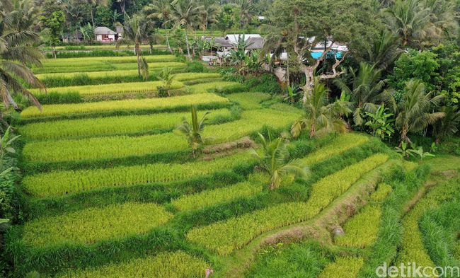 Fokus - Tetebatu, Desa Wisata Indah dari Lombok