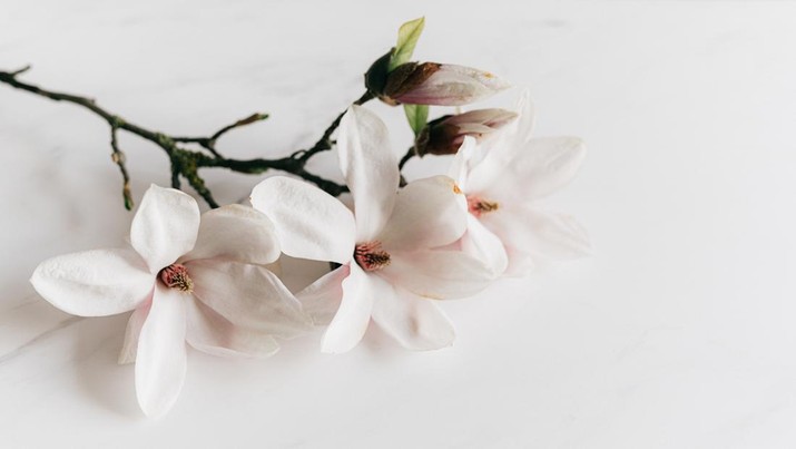 Bukan Mistis, Ini Manfaat 'Ajaib' dari Bunga Kantil