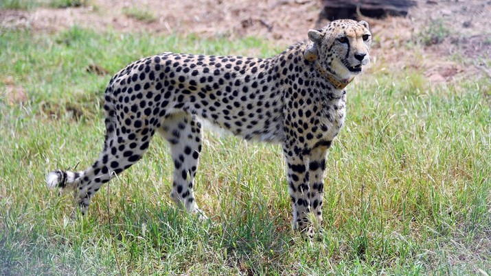 'Hilang' 70 Tahun, Kini 'Kucing' Raksasa Ini Kembali ke India