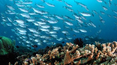 'Harta Karun' Terpendam RI yang Jadi Rebutan Dunia