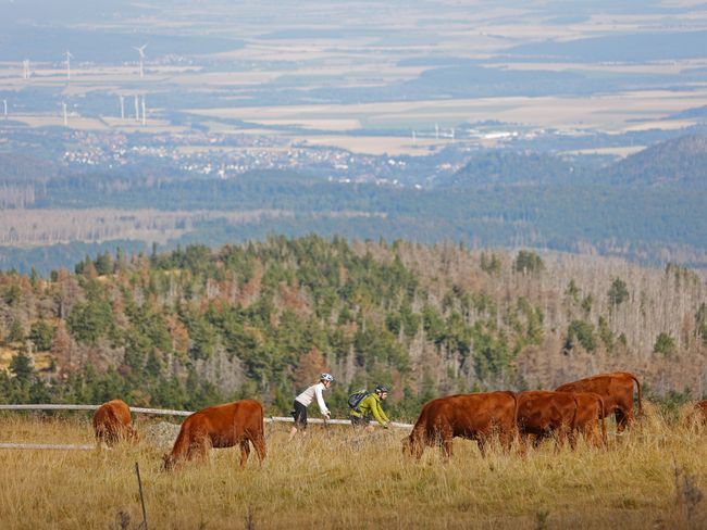 Muncul 5 Sapi Merah Perawan Sempurna di Israel, Ada Apa?