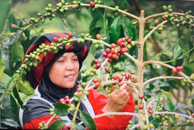 Kopi Kekinian Menjamur, Produksi Kopi RI Naik 120 Ribu Ton!