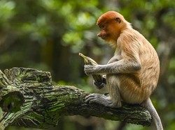 5 Fakta Unik Batu Giok, Batu Kebanggaan Bangsa Asia Timur