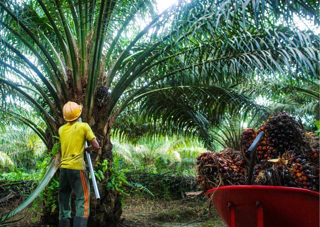 17 Juta Petani Sawit RI Fix Dukung Capres Ini