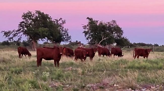 Heboh Muncul 2 Tanda Kiamat di Israel, Ini Faktanya