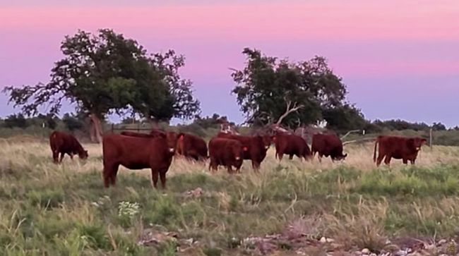 Heboh Muncul 2 Tanda Kiamat di Israel, Ini Faktanya