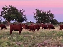 Muncul 5 Sapi Merah Perawan Sempurna di Israel, Ada Apa?