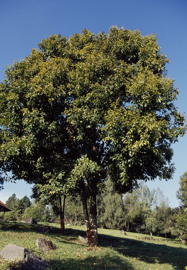 Benahi Sistem Perlindungan Tumbuhan yang Terancam Punah