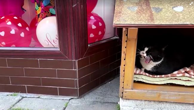 Gacek, Kucing Jalanan yang Viral Hidupi Ekonomi di Polandia