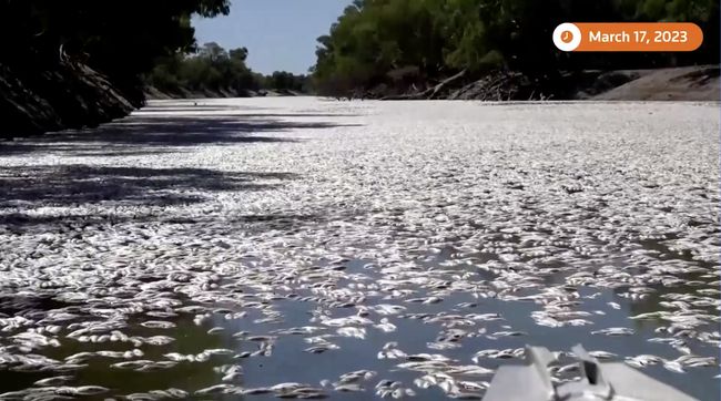 Potret Ngeri Jutaan ikan Mati di Australia, Ini Penyebabnya - Foto 3