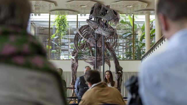 Ini Potret Fosil T-Rex 67 Juta Tahun, Bakal Dilelang di Swiss