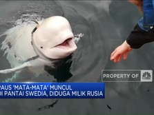 Paus 'Mata-Mata' Muncul di Pantai Swedia, Diduga Milik Rusia