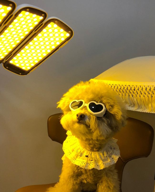 Bikin Iri, Begini Kehidupan Mewah Hewan Peliharaan di Korsel