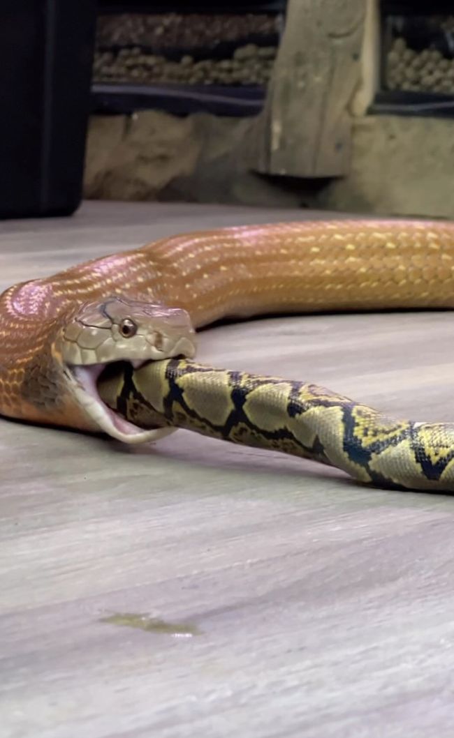 Peneliti Sebut Makan Daging Ular Kunci Keselamatan Umat Manusia