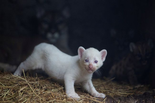 Intip Lucunya Puma Albino Pertama Lahir di Nikaragua