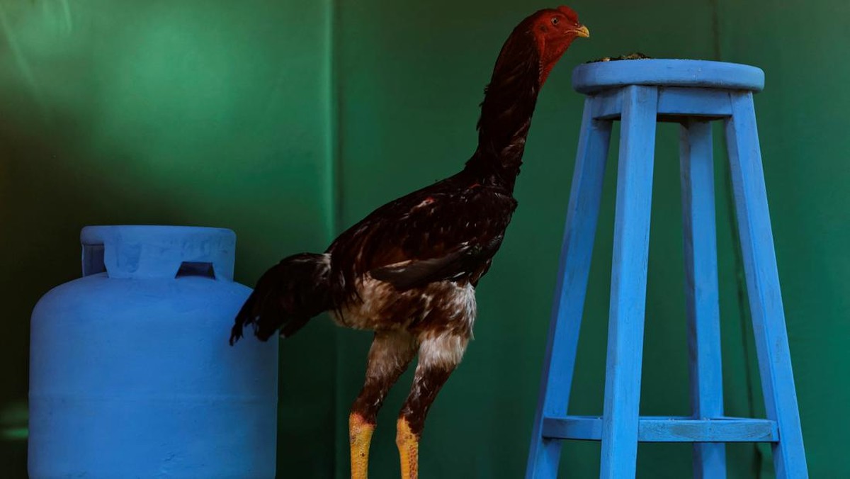 Brazil memiliki jenis ayam berukuran besar yang disebut 'Ayam Raksasa ...