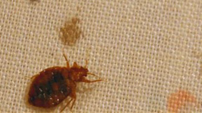 10 Tanda Ada Kutu Busuk di Rumah Anda, Perhatikan Hal Ini